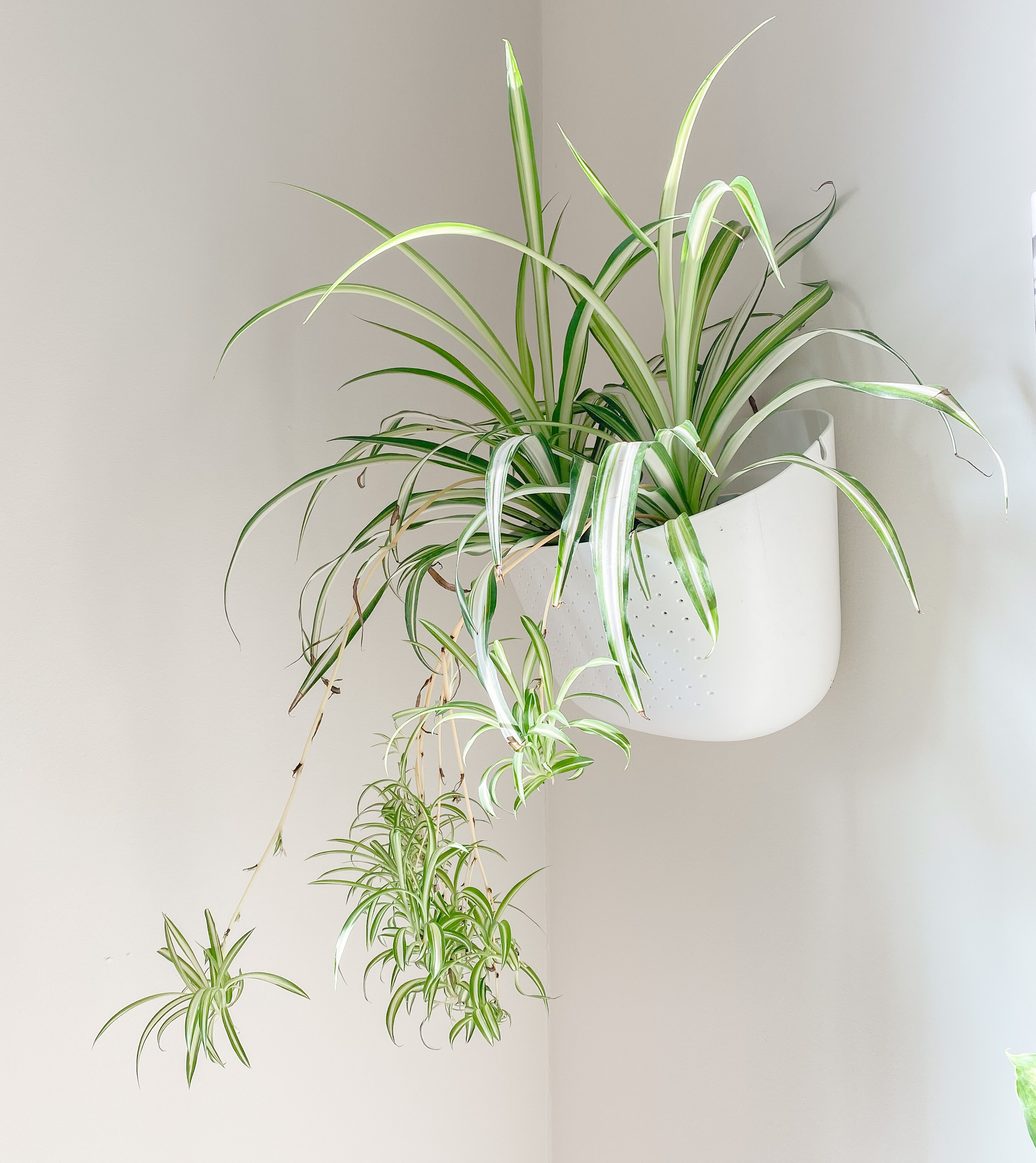 How to Propagate Spider Plants – Oat Milk Lottie