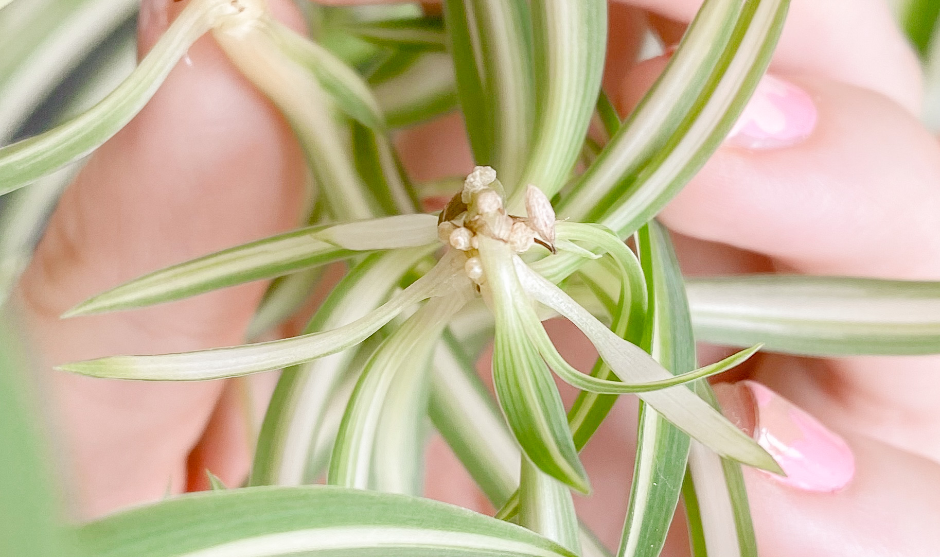 How to Propagate Spider Plants – Oat Milk Lottie