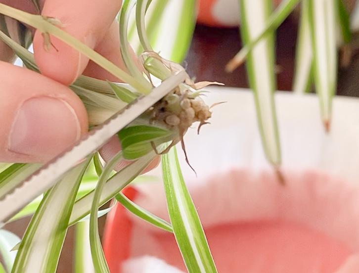 How to Propagate Spider Plants – Oat Milk Lottie